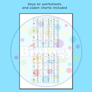 ESL Biology Protein Synthesis Worksheets Printable and Digital | Made ...