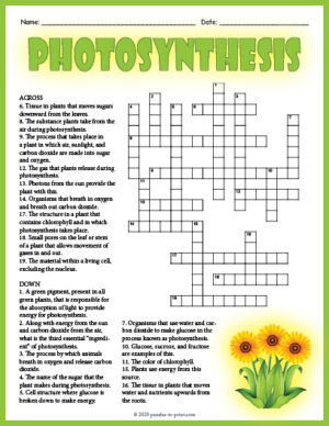 PHOTOSYNTHESIS Crossword Puzzle Worksheet Activity | Made By Teachers