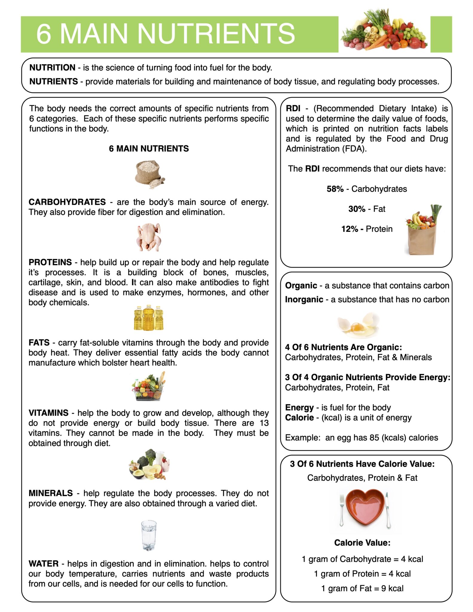 6 Main Nutrients Content Sheet, Worksheet and Answer Key | Made By Teachers