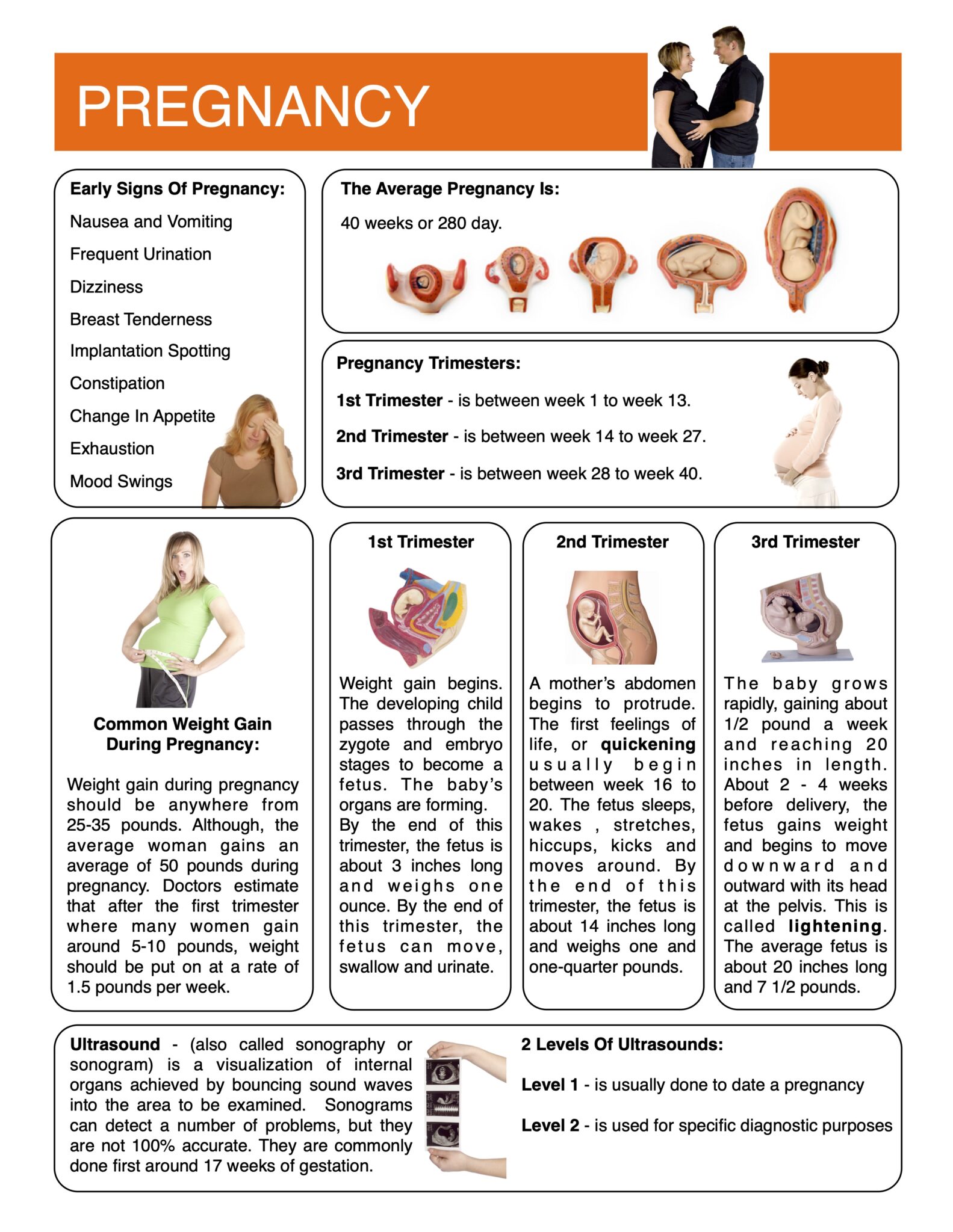 Pregnancy Content Sheet, Worksheet And Answer Key | Made By Teachers
