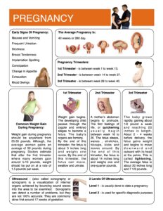 Pregnancy Content Sheet, Worksheet And Answer Key | Made By Teachers
