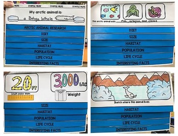 Arctic Animals Research - Interactive Notebook - Special Education ...