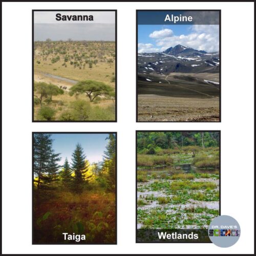 Biome and Ecology Environmental Posters | Made By Teachers