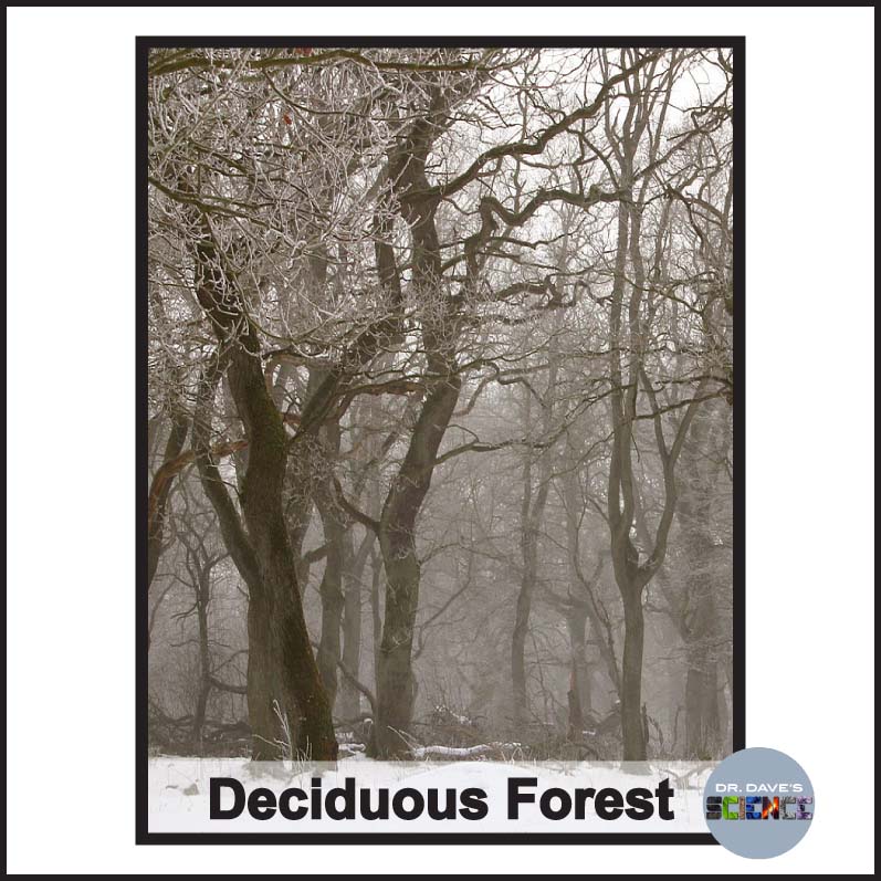 Biome and Ecology Environmental Posters | Made By Teachers