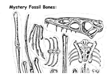 8th Science Lesson Fossil Record OAS 8.LS4.1 NGSS MS-LS4-1 | Made By ...