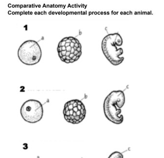 8th Science Lesson Patterns of Similarity OAS 8.LS4.3 NGSS MS-LS4-3 ...