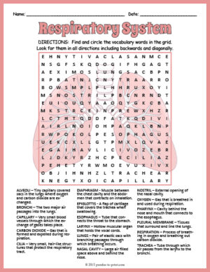 RESPIRATORY SYSTEM Word Search Puzzle Worksheet Activity | Made By Teachers