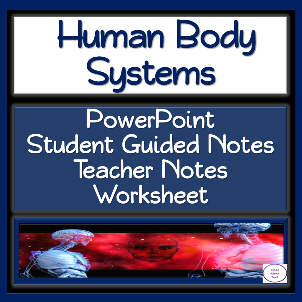 Human Body Systems PowerPoint & Worksheet | Made By Teachers