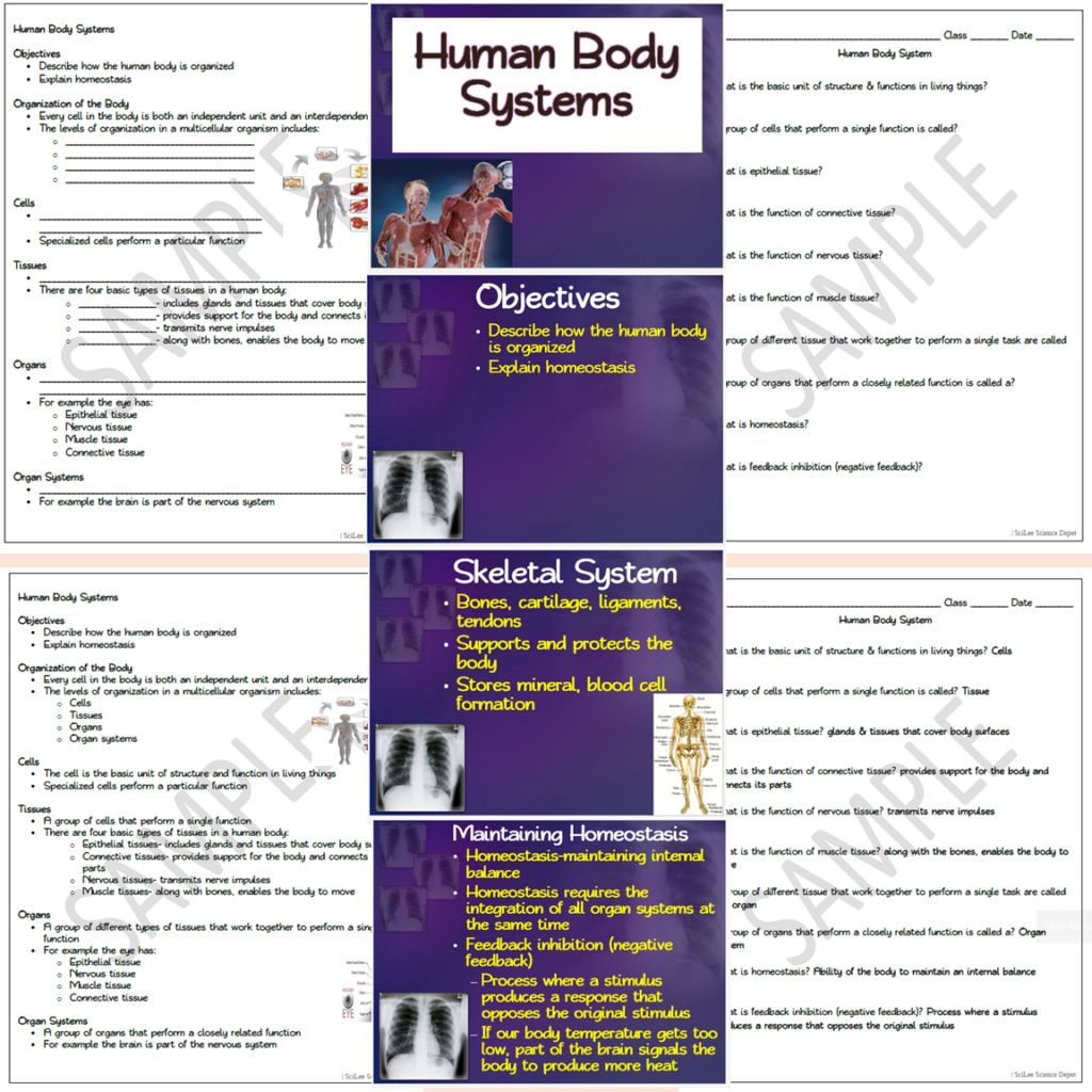 Human Body Systems PowerPoint & Worksheet | Made By Teachers