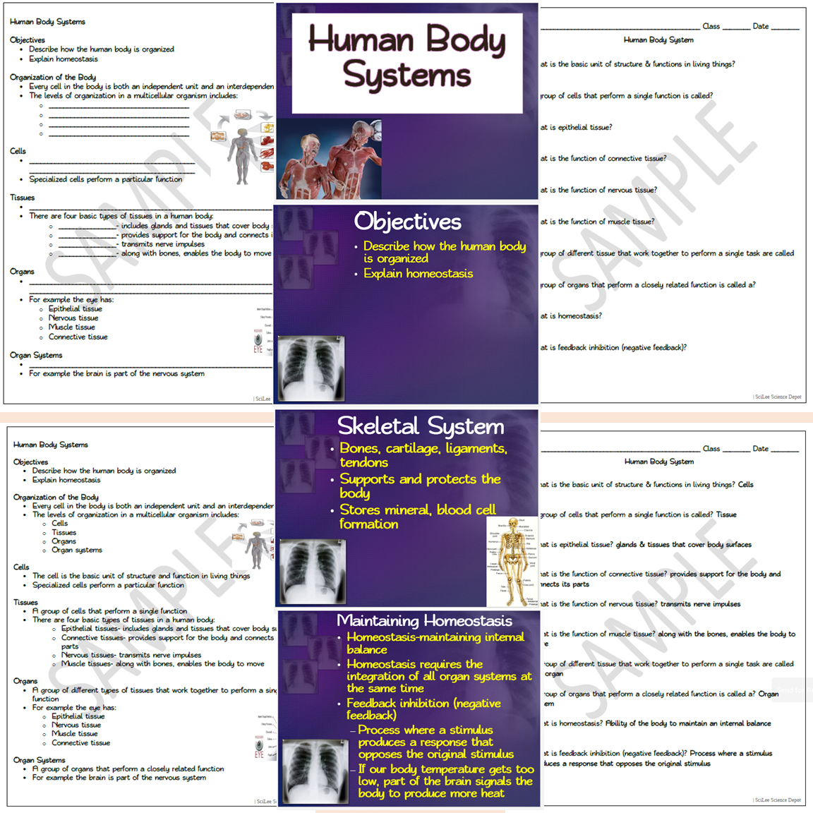 Human Body Systems PowerPoint & Worksheet | Made By Teachers