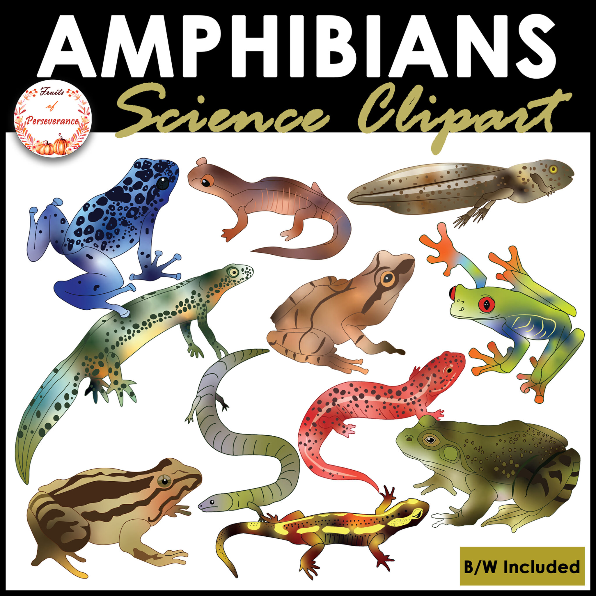 Amphibians Realistic Clipart | Invertebrates Animal Clip Art | Made By ...