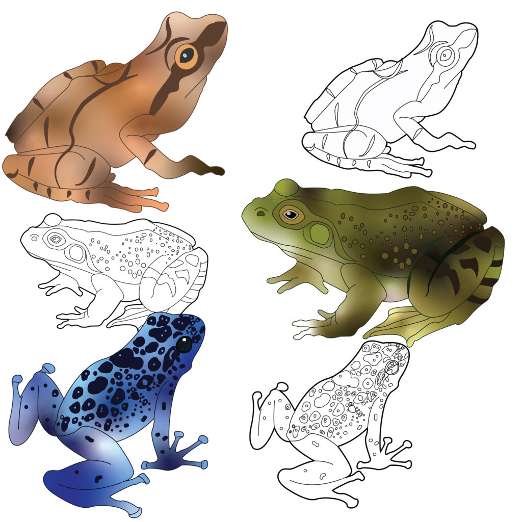 Amphibians Realistic Clipart | Invertebrates Animal Clip Art | Made By ...