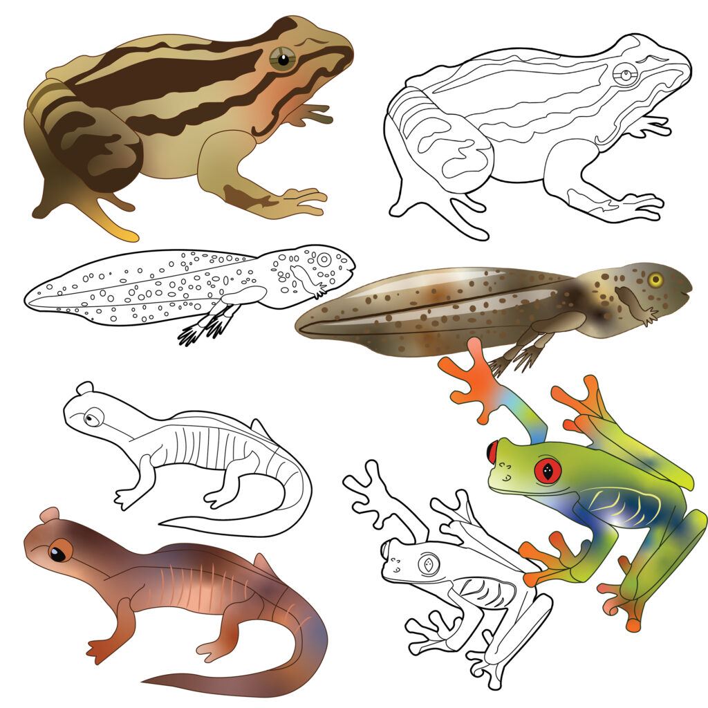 Amphibians Realistic Clipart | Invertebrates Animal Clip Art | Made By ...