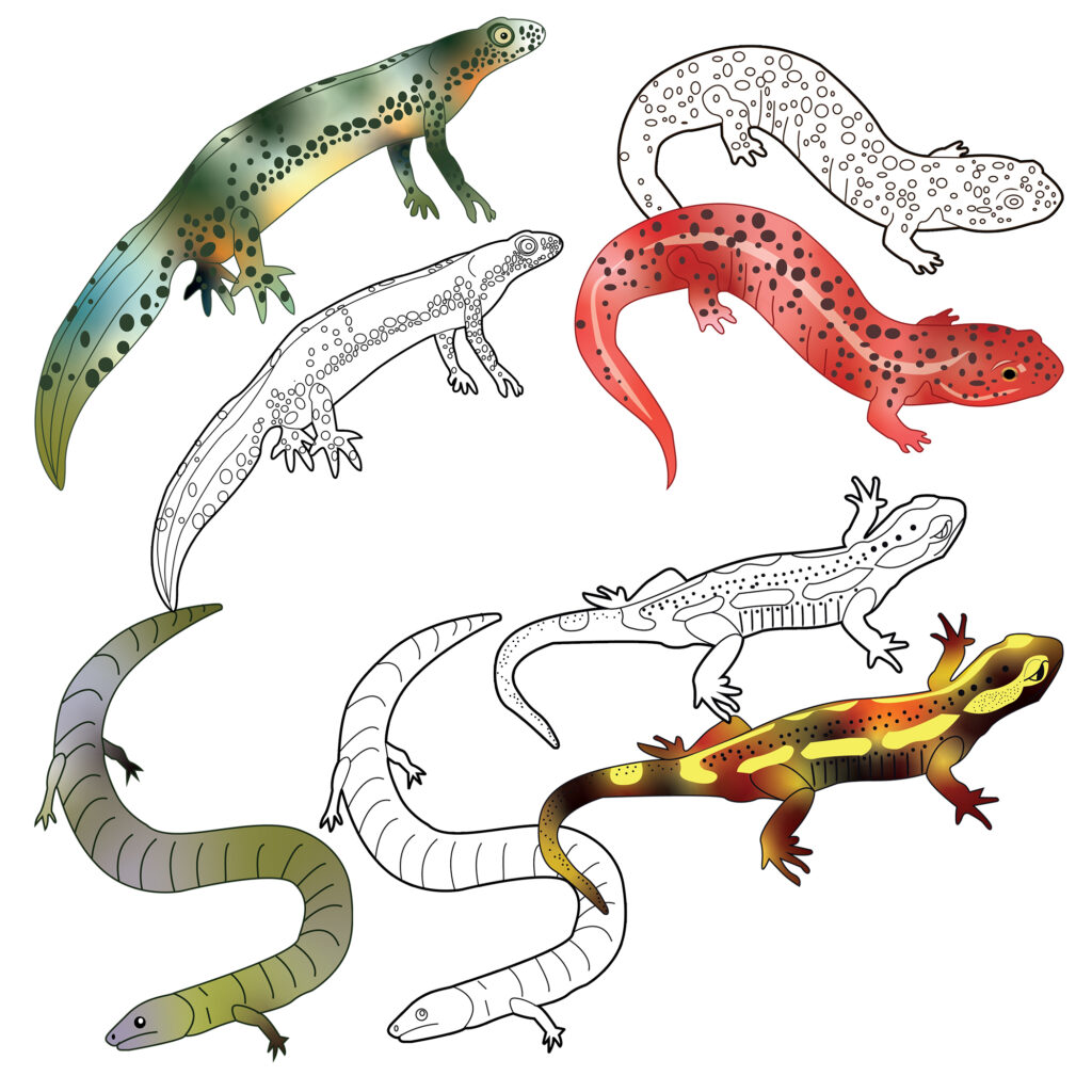 Amphibians Realistic Clipart | Invertebrates Animal Clip Art | Made By ...