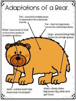 adaptations of a bear | Made By Teachers