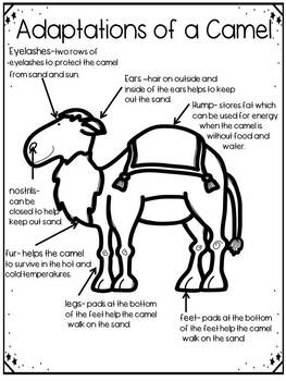 adaptations of a camel | Made By Teachers