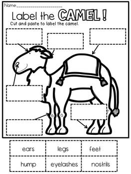 adaptations of a camel | Made By Teachers