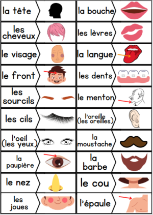 French Body Parts and Workout Vocabulary and Activities - Parties du ...