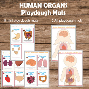 Human Anatomy Activities Bundle | Made By Teachers