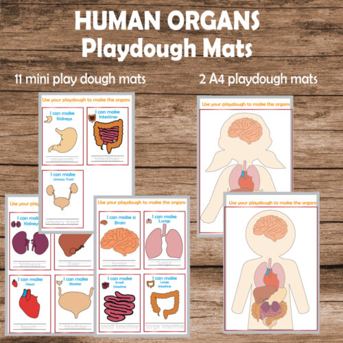 Human Anatomy Activities Bundle | Made By Teachers