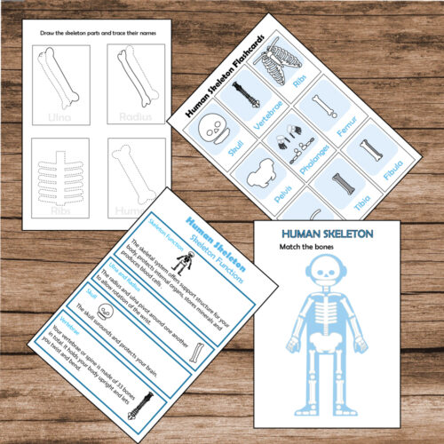 Human Anatomy Activities Bundle | Made By Teachers