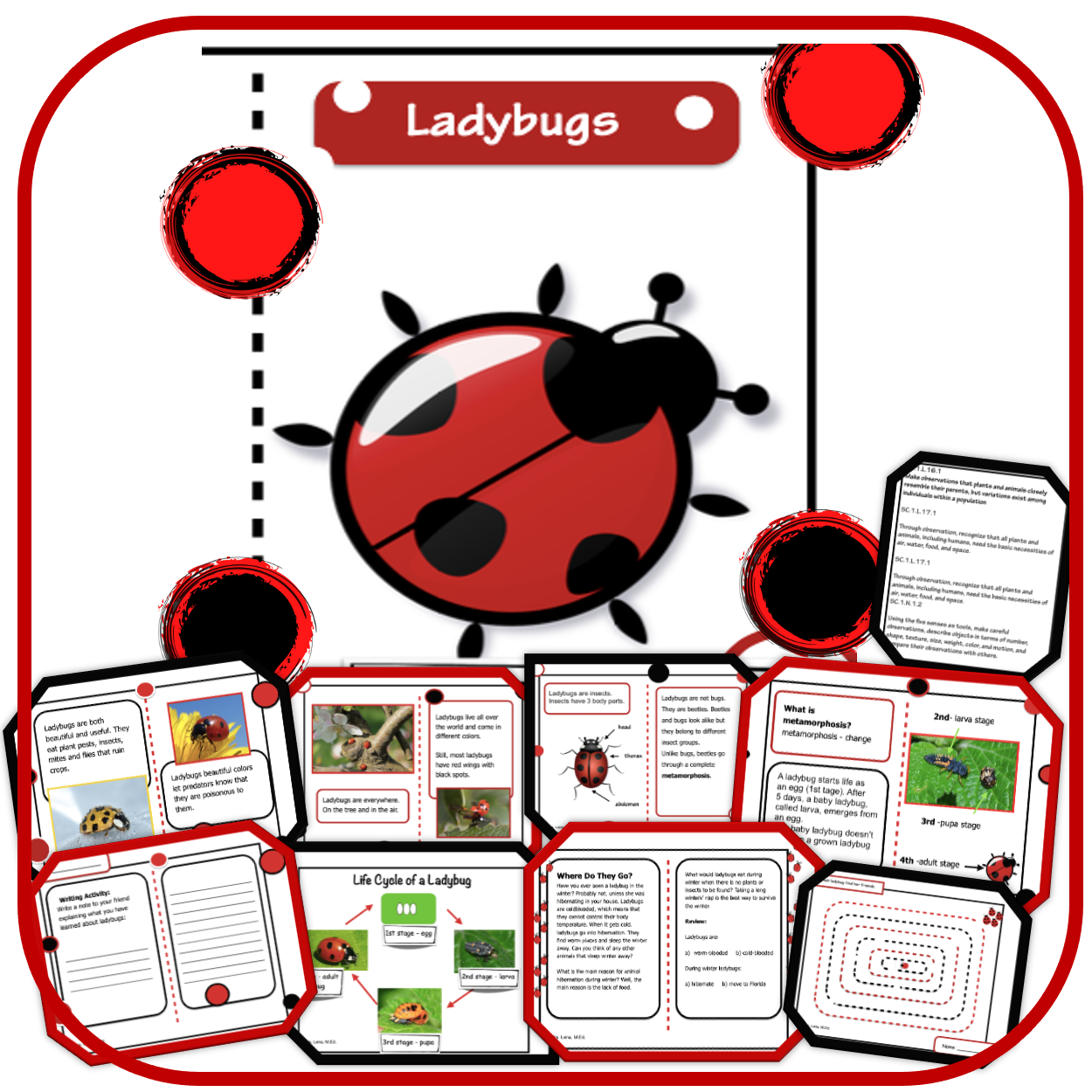 Insect Life Cycle 1st Grade NGSS Lesson | Made By Teachers