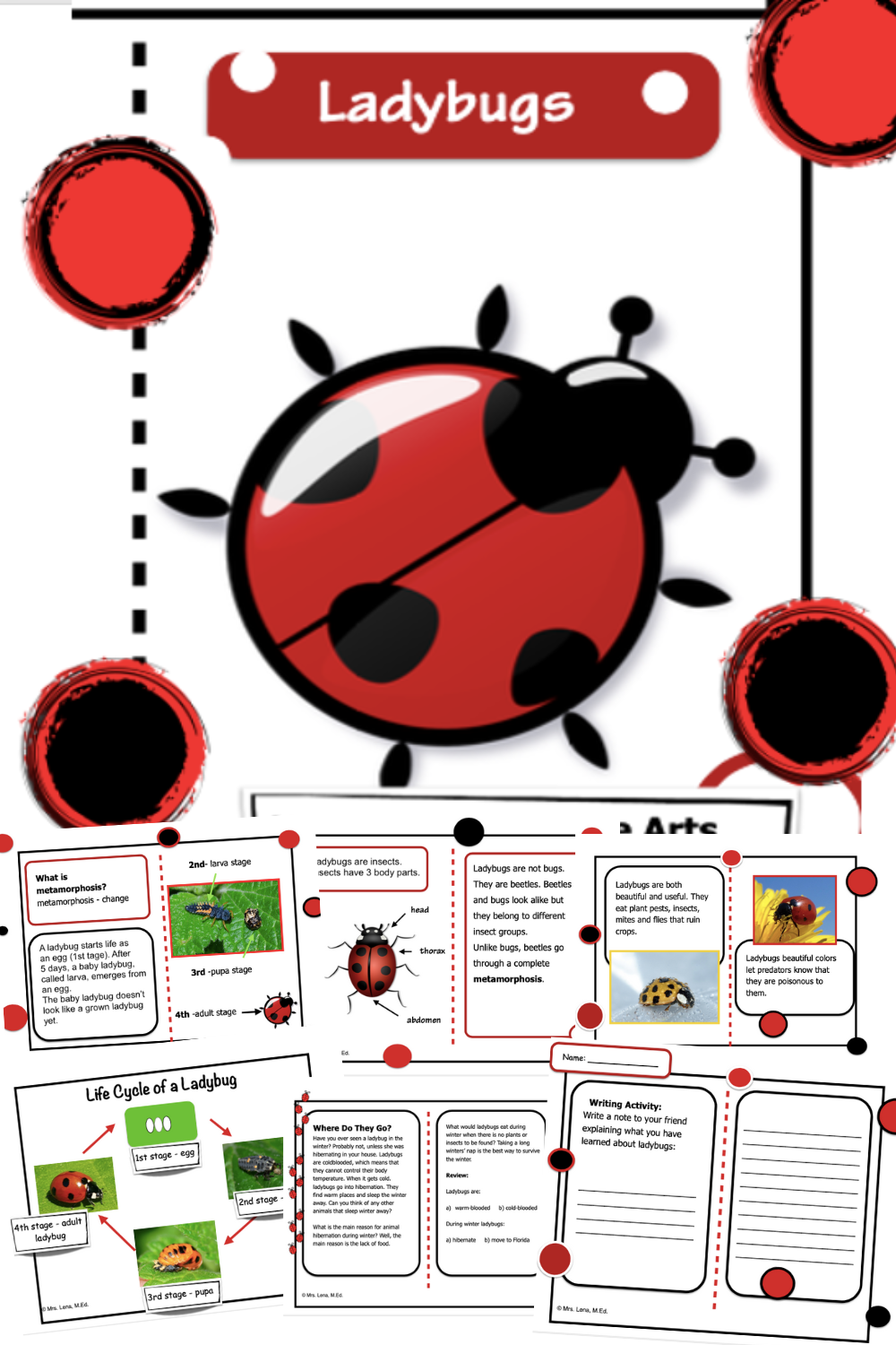 Insect Life Cycle 1st Grade NGSS Lesson | Made By Teachers