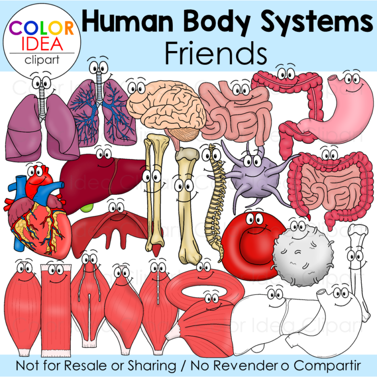 Human Body System Friends | Made By Teachers