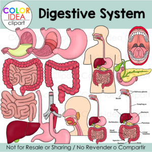 Digestive System | Made By Teachers