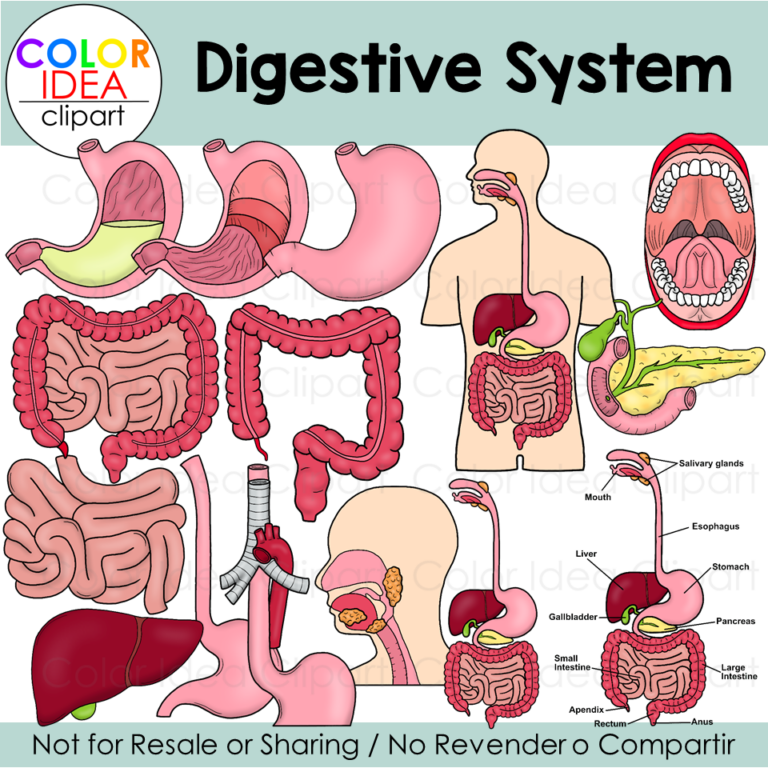 Digestive System | Made By Teachers