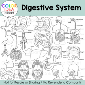 Digestive System | Made By Teachers