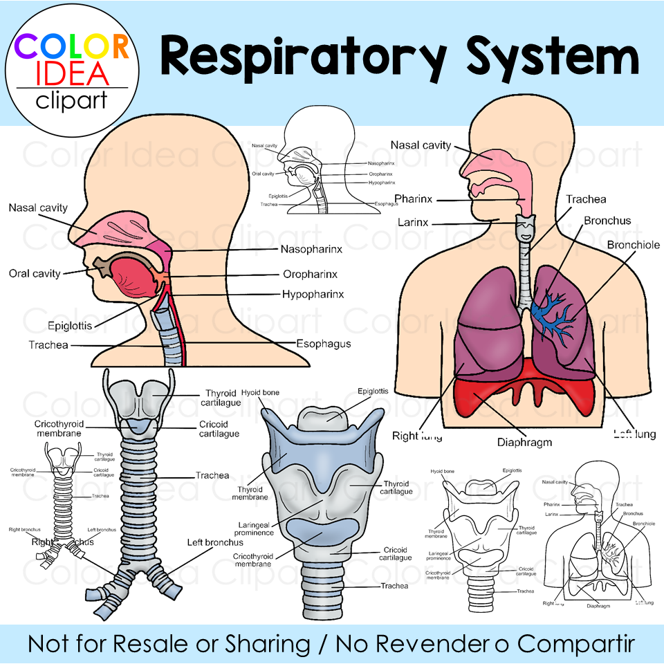 Respiratory System | Made By Teachers