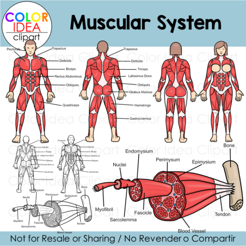 Muscular System | Made By Teachers