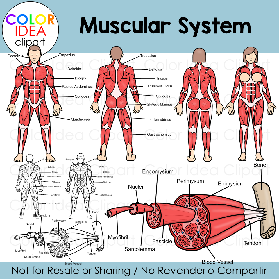 Muscular System | Made By Teachers