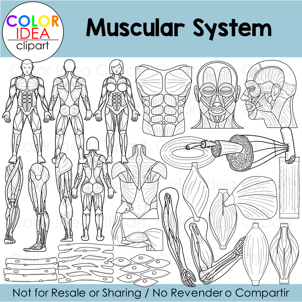 Muscular System | Made By Teachers