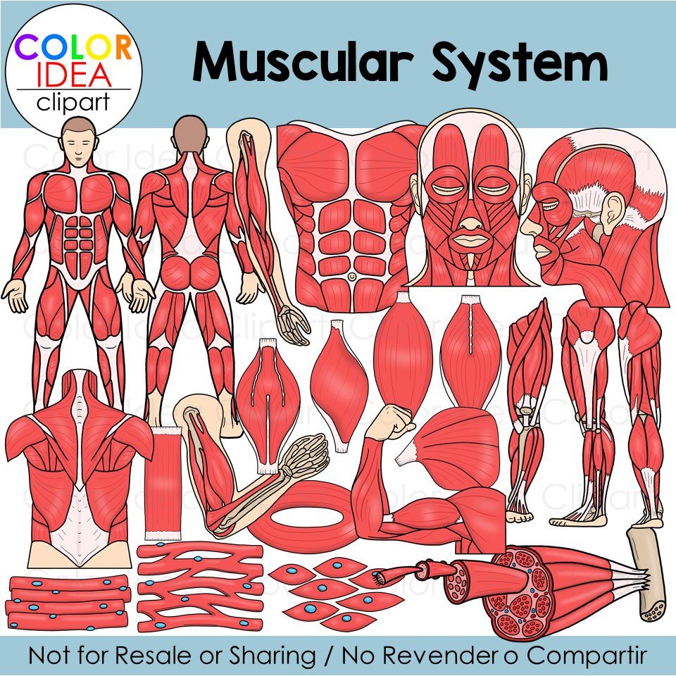 Muscular System | Made By Teachers