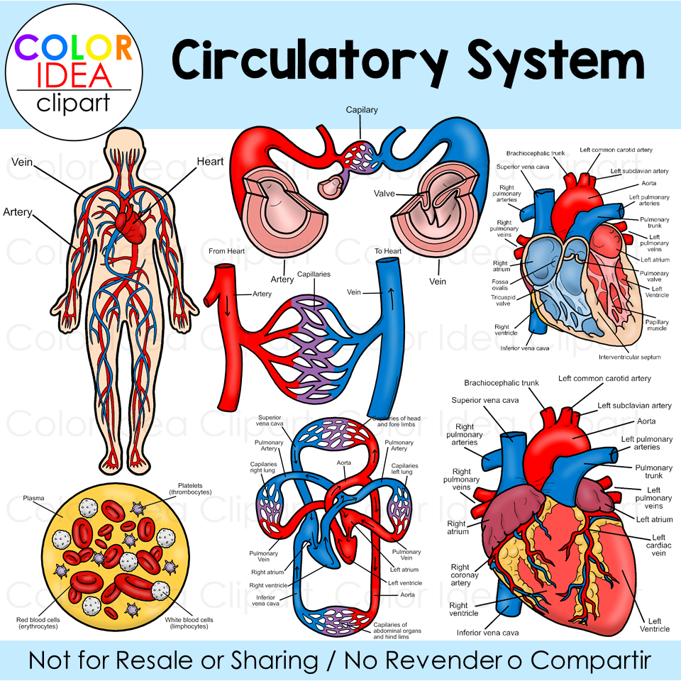 Circulatory System | Made By Teachers