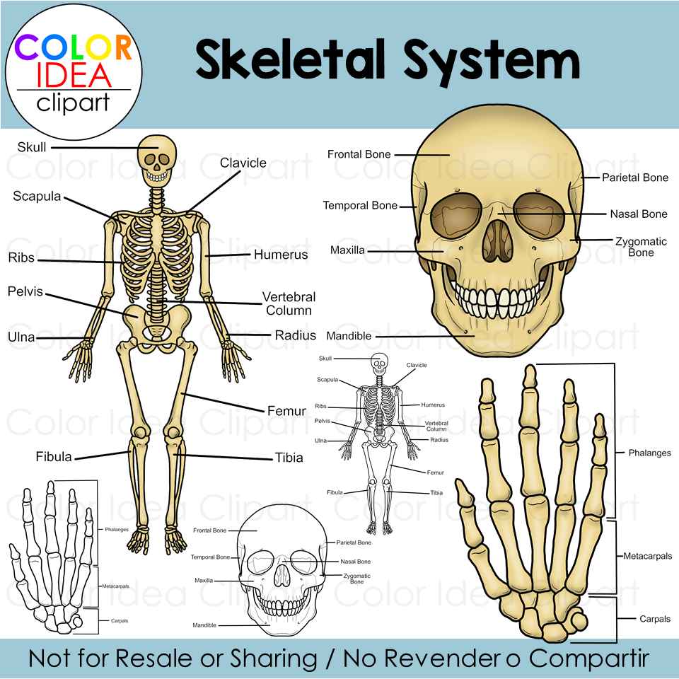 Skeletal System | Made By Teachers