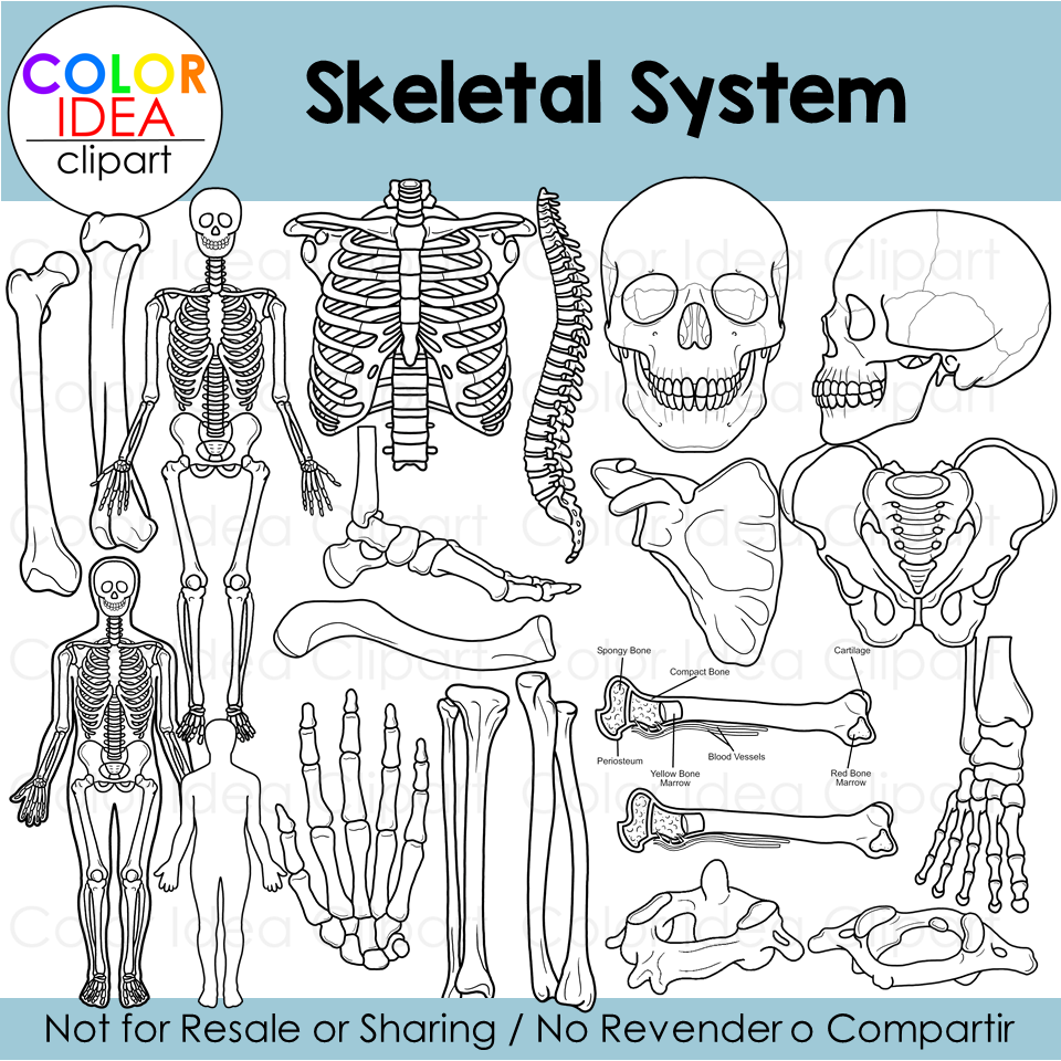Skeletal System | Made By Teachers