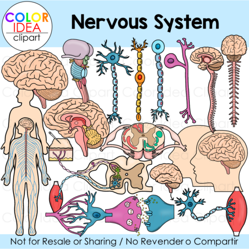 Human Body System Bundle - Made By Teachers