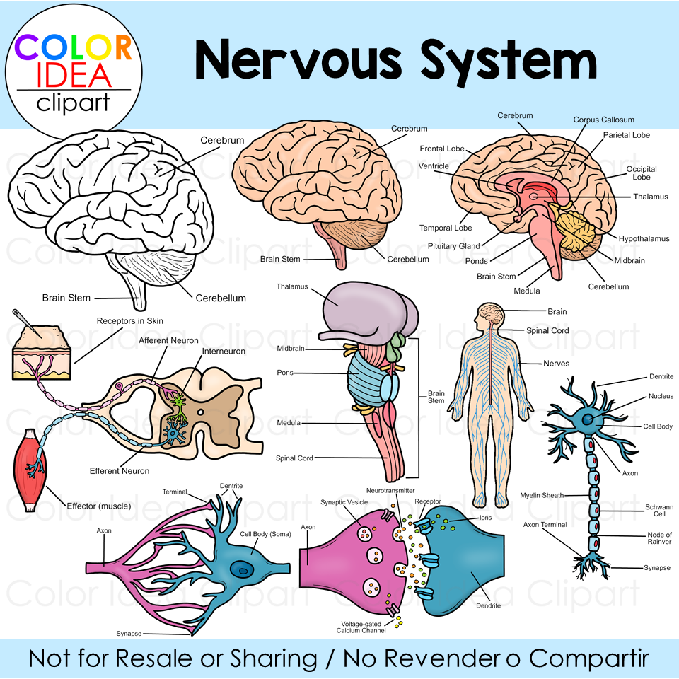 Nervous System | Made By Teachers
