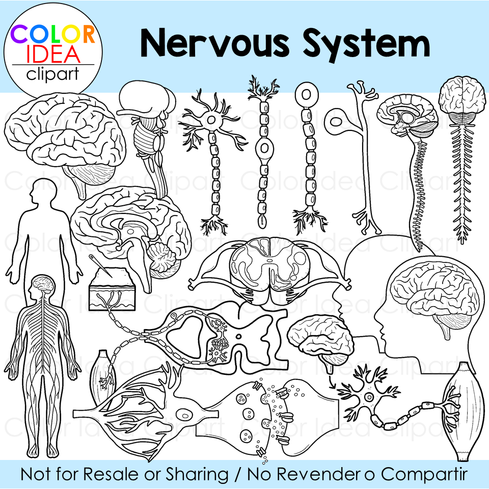 Nervous System | Made By Teachers