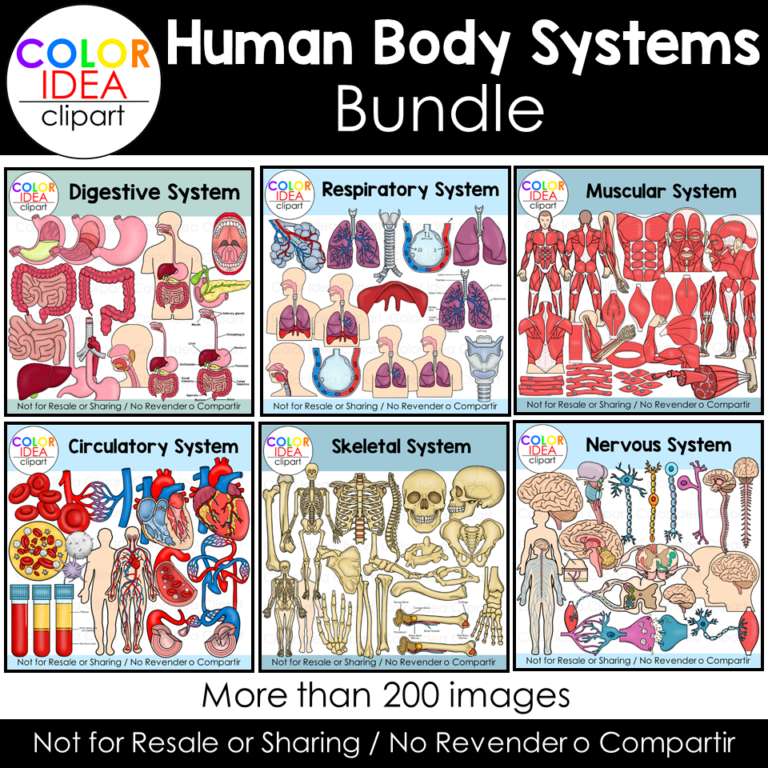 Human Body System Bundle | Made By Teachers