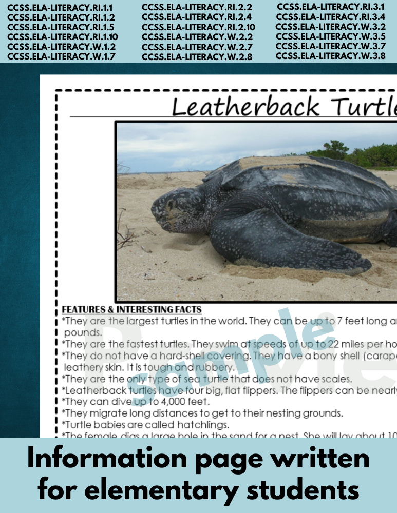 Leatherback turtle information research page for endangered animal ...