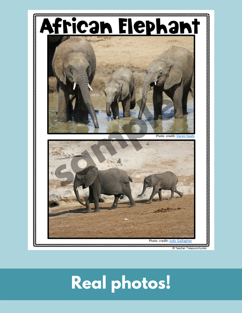 African Elephant Read Write Color activity for K, 1st, 2nd grade | Made ...