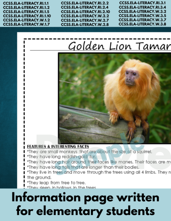 Golden Lion Tamarin | Endangered Animal research page for animal report ...