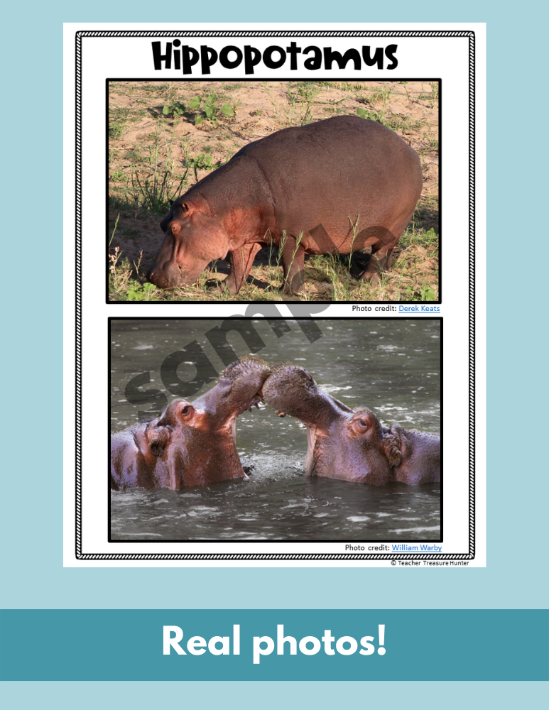 Hippo African Savanna habitat Hippopotamus Facts Read Write Color ...
