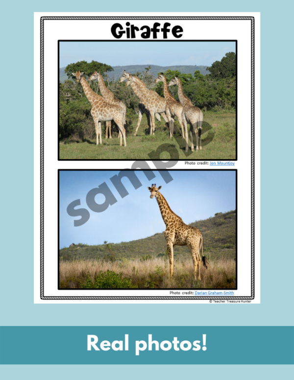 Giraffe African Savanna habitat Read Write Color activity for K, 1st ...
