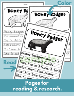 Honey Badger African Animal reading and writing activity READ WRITE ...