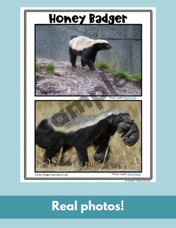 Honey Badger African Animal reading and writing activity READ WRITE ...